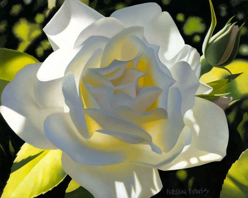 Brian Davis Divine White Rose Giclee On Canvas Limited Edition Fine Art
