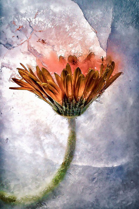 Mo Devlin Cracked Amber Open Edition Giclee On Canvas Limited Edition