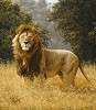Simon Combes Simba Anniversary Edition Giclee On Canvas Limited Edition