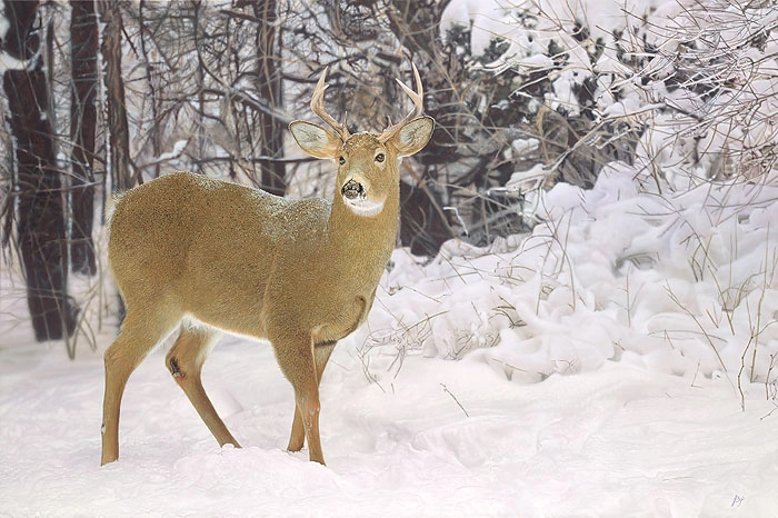 John Bye - Fine Art Featuring art Work from John Bye Gallery