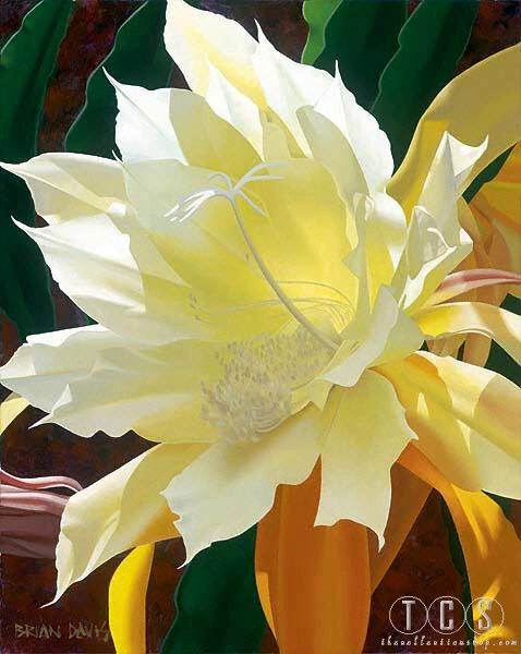 Brian Davis - Fine Art Artist Gallery. View the Brian Davis art collection.