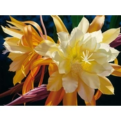 Brian Davis Rose In The Shadows Giclee Limited Edition Fine Art