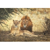 Midday Siesta by Simon Combes | Limited Edition Fine Art Canvas